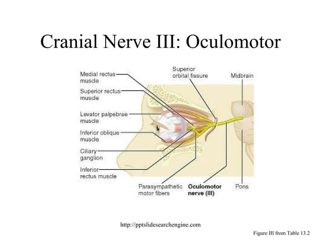 Cranial nerves pptslidesearchengine | PPT