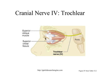 Cranial nerves pptslidesearchengine | PPT