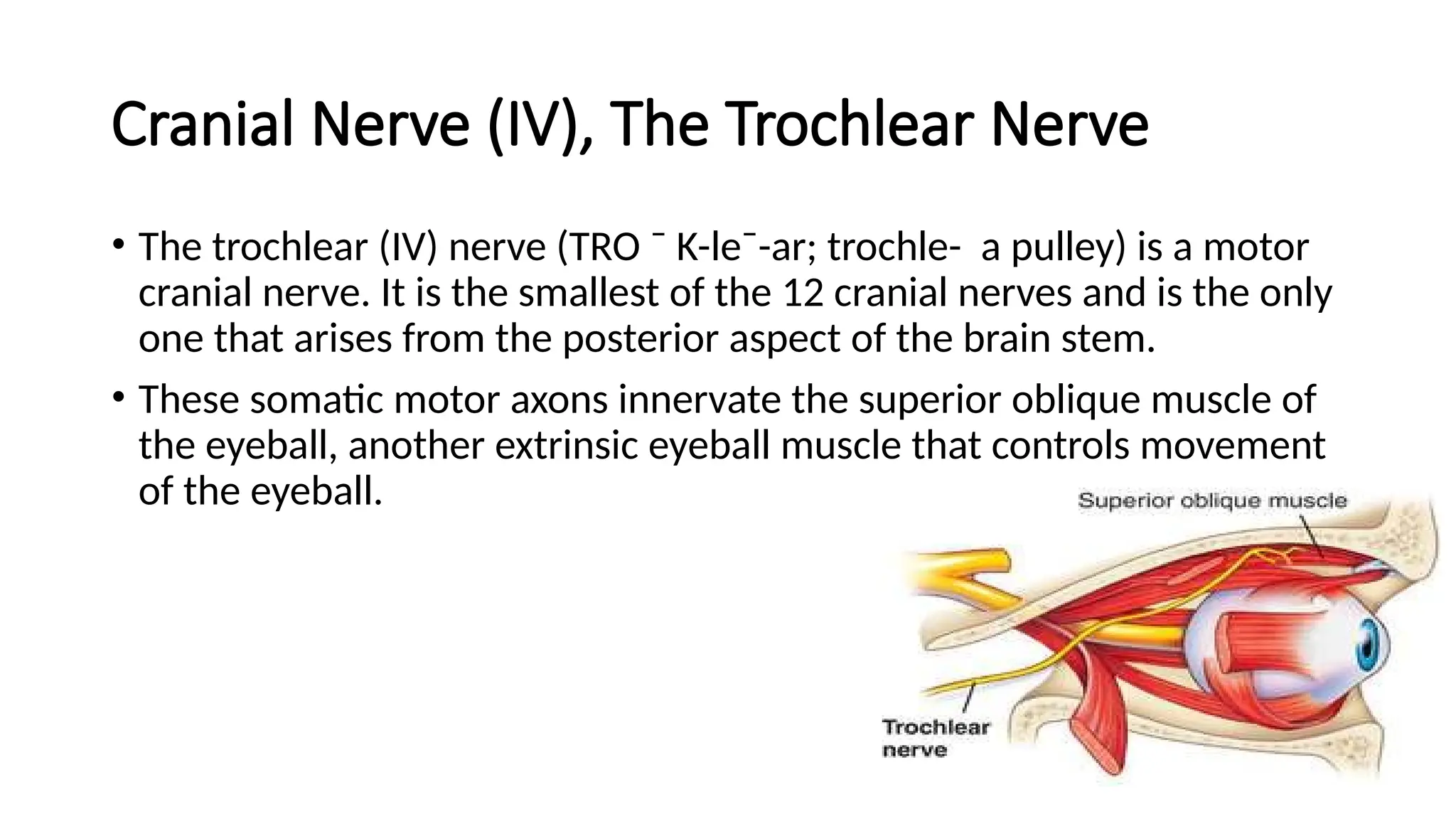 cranial nerves, spinal cord, spinal nerves.pptx