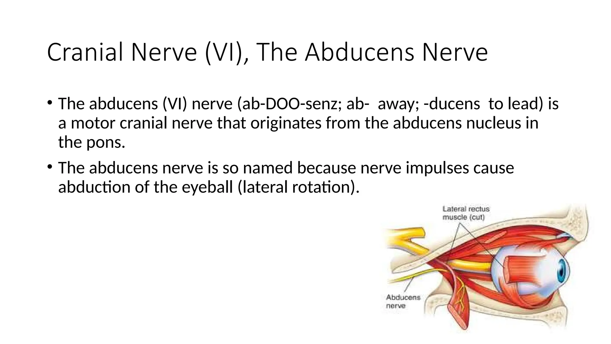 cranial nerves, spinal cord, spinal nerves.pptx