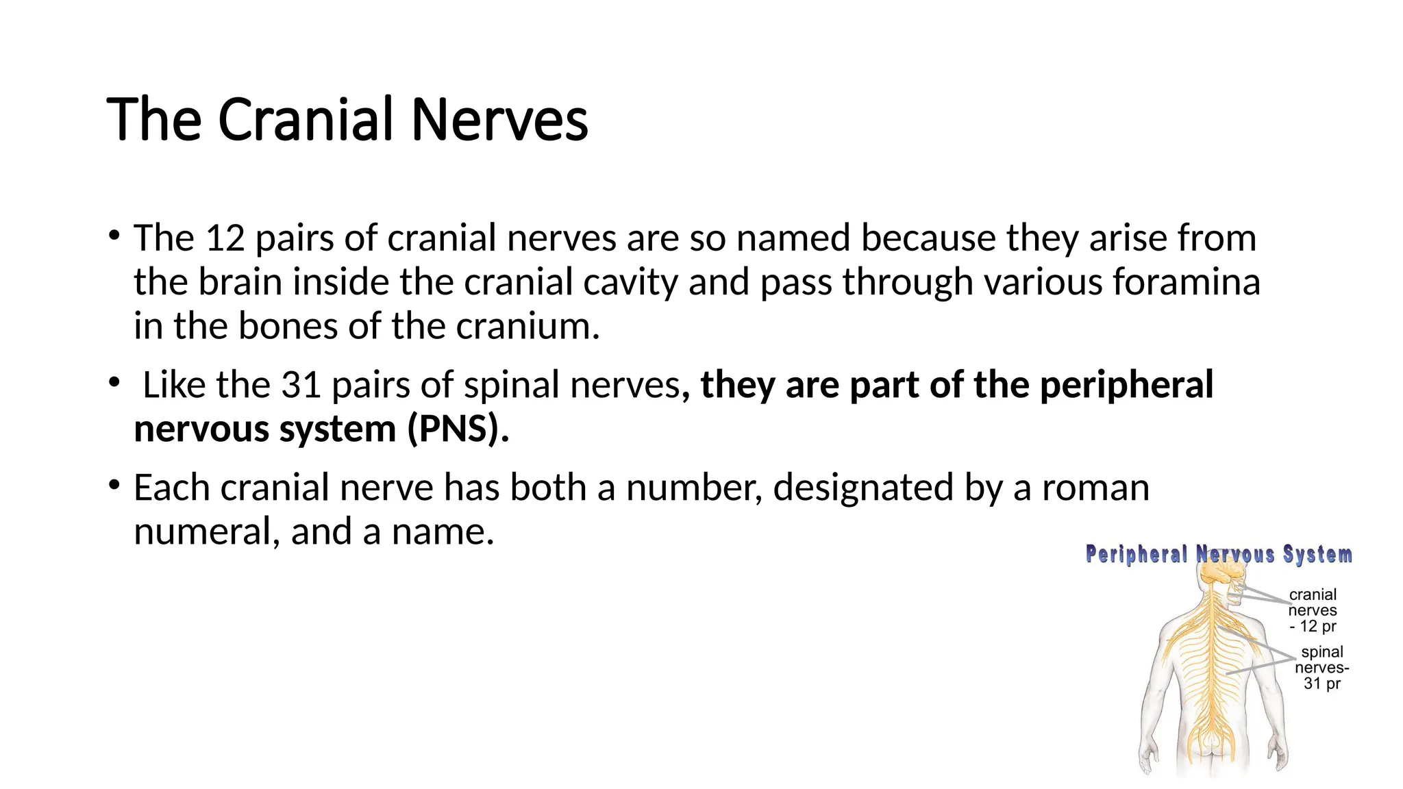 cranial nerves, spinal cord, spinal nerves.pptx