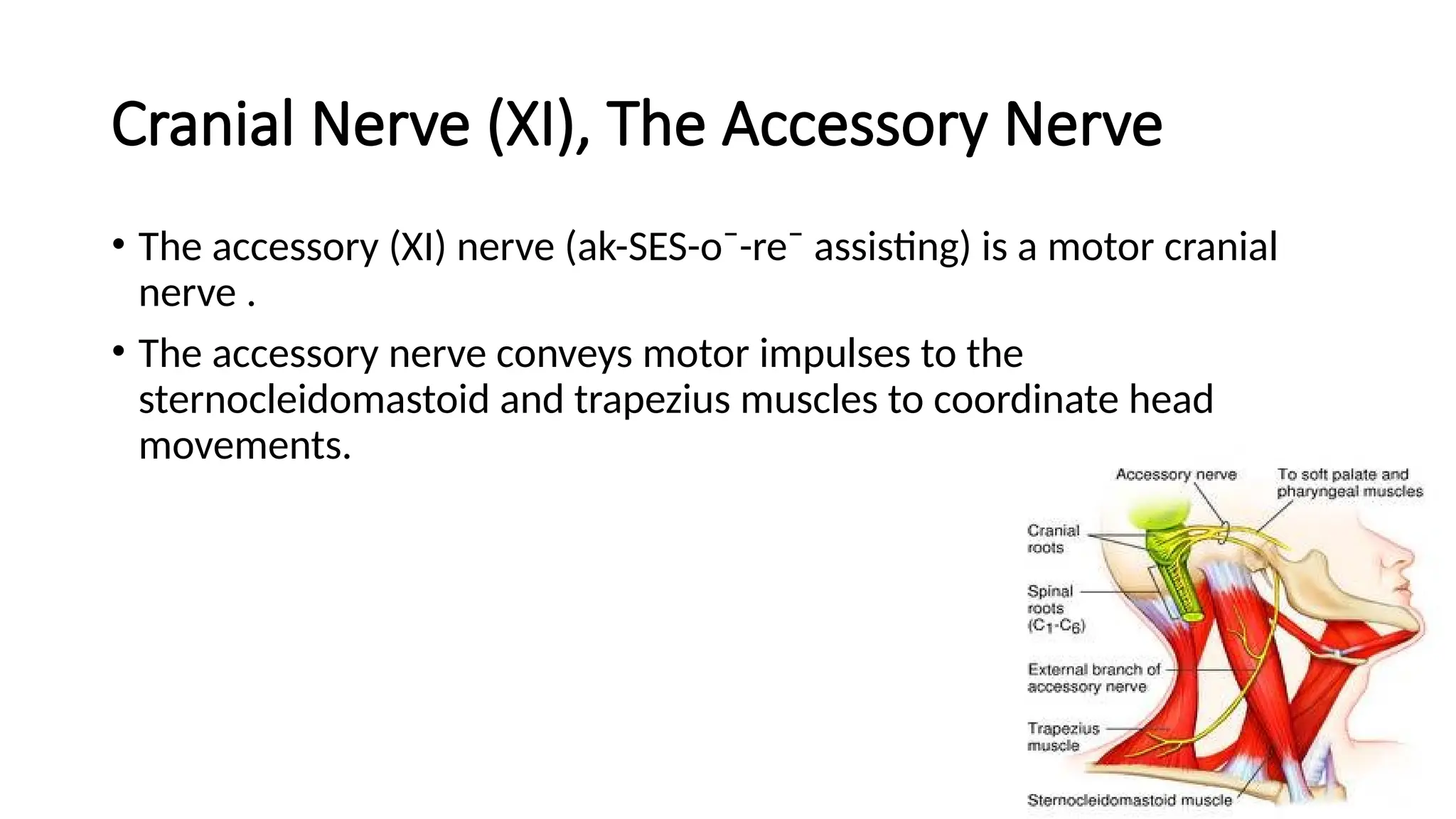 cranial nerves, spinal cord, spinal nerves.pptx