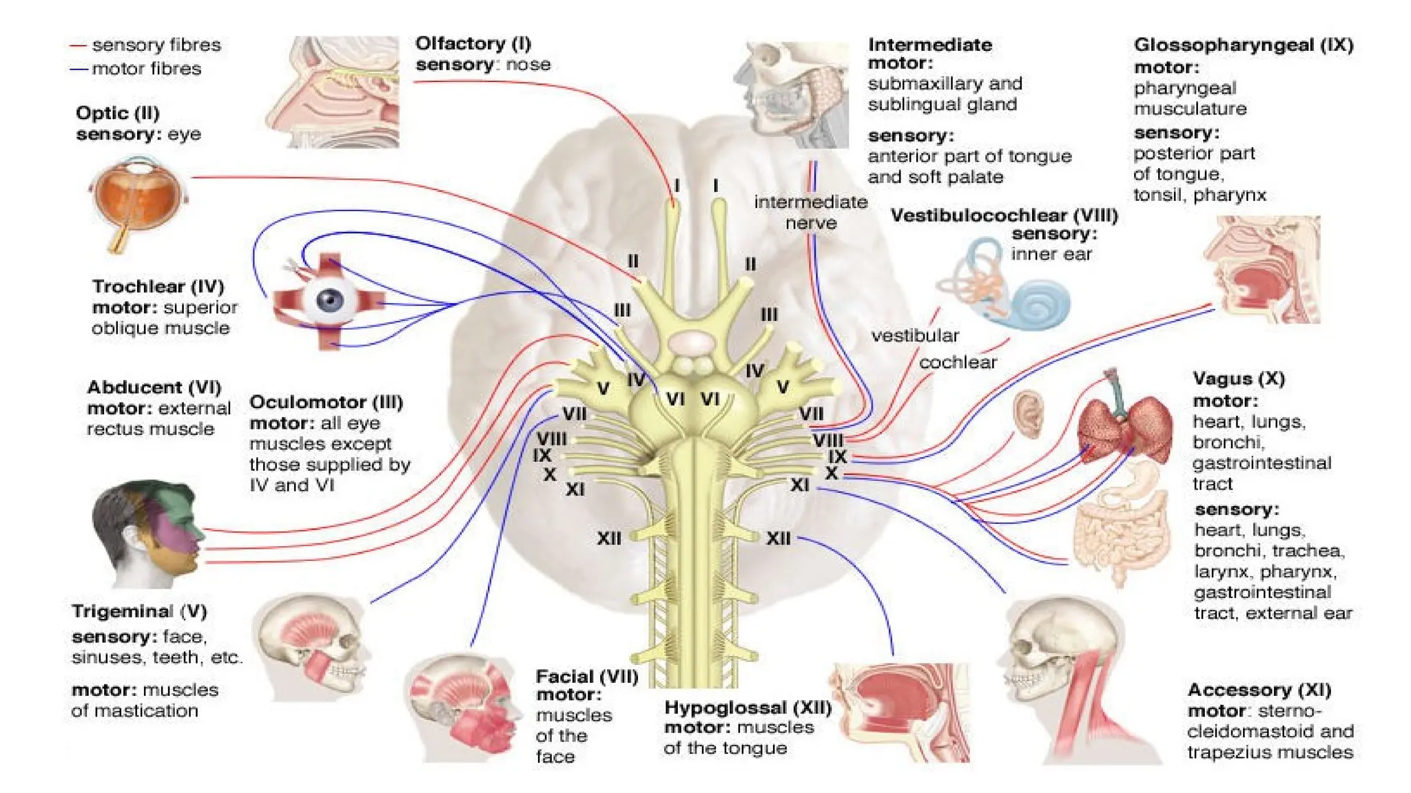 cranial nerves, spinal cord, spinal nerves.pptx