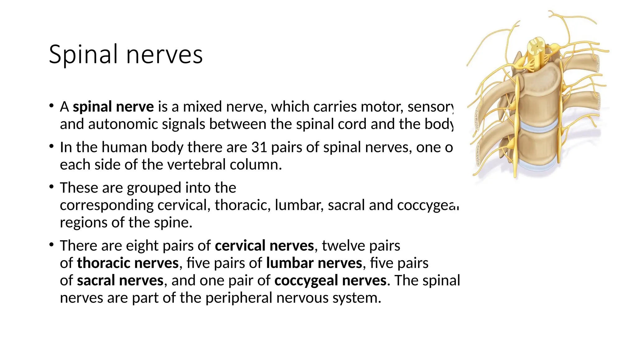 cranial nerves, spinal cord, spinal nerves.pptx