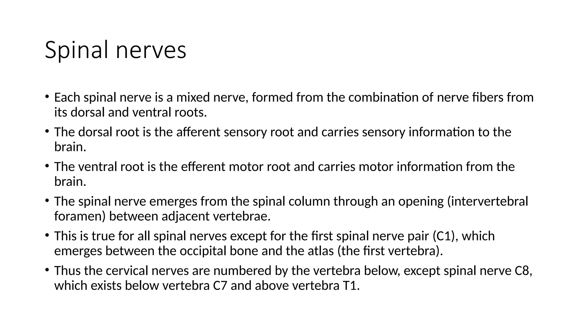 cranial nerves, spinal cord, spinal nerves.pptx