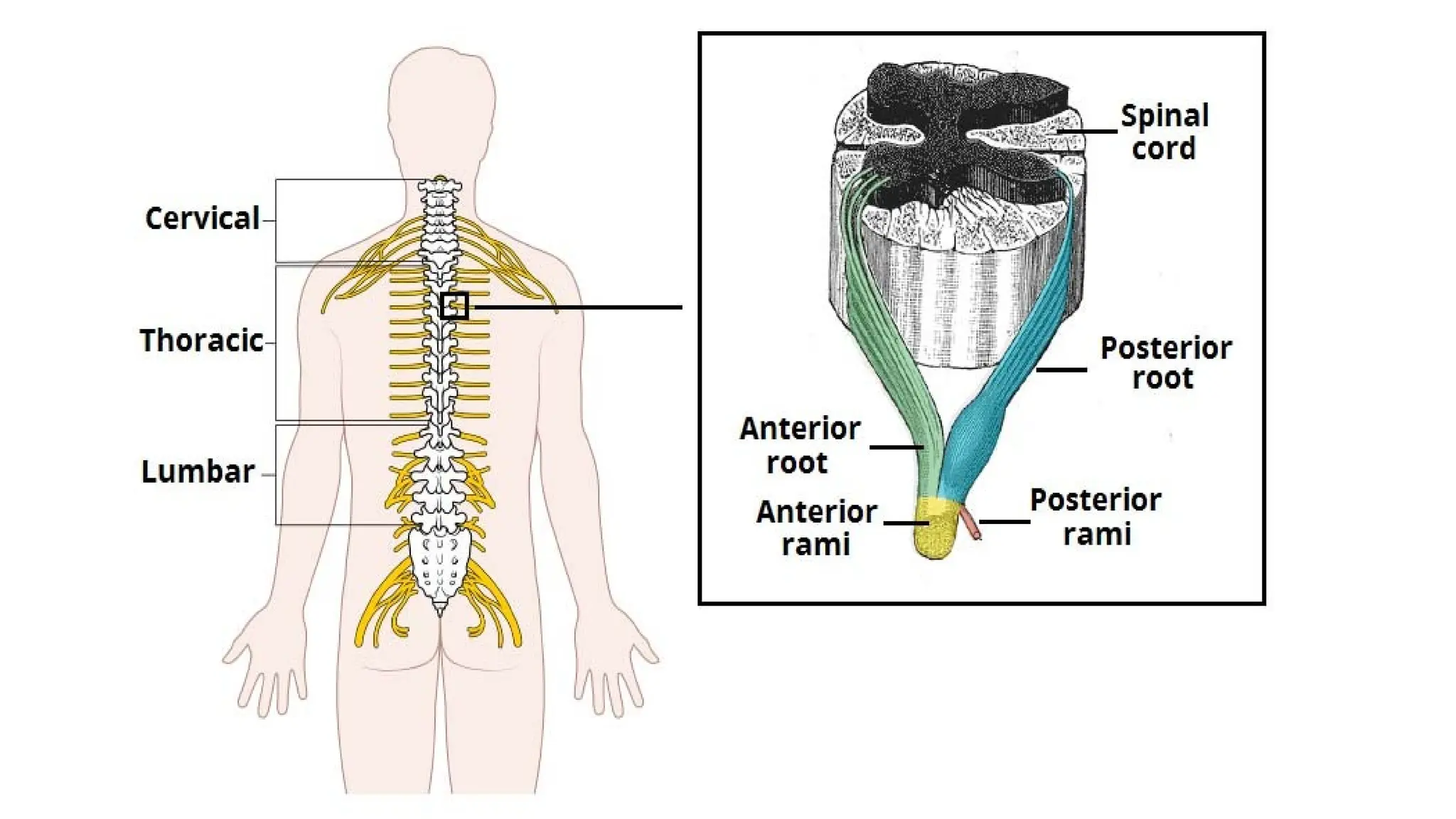 cranial nerves, spinal cord, spinal nerves.pptx