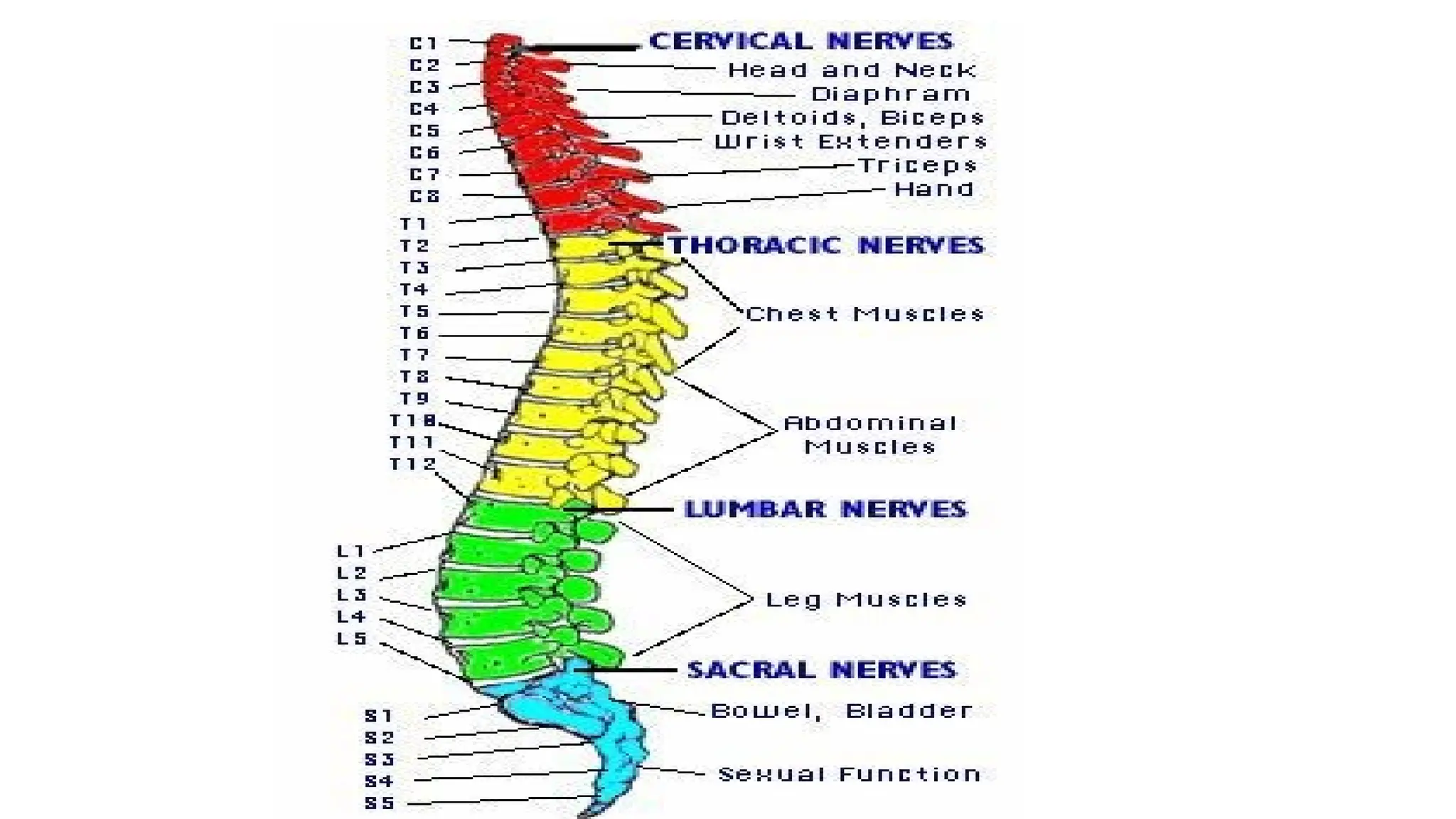 cranial nerves, spinal cord, spinal nerves.pptx
