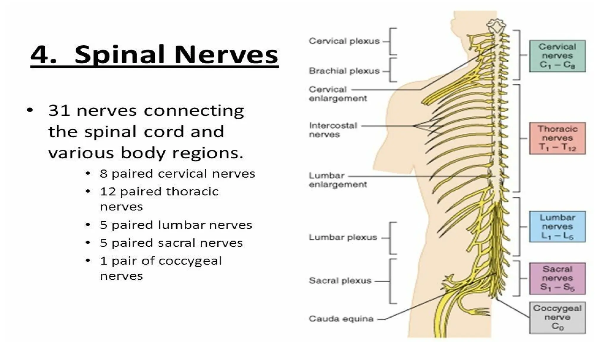 cranial nerves, spinal cord, spinal nerves.pptx