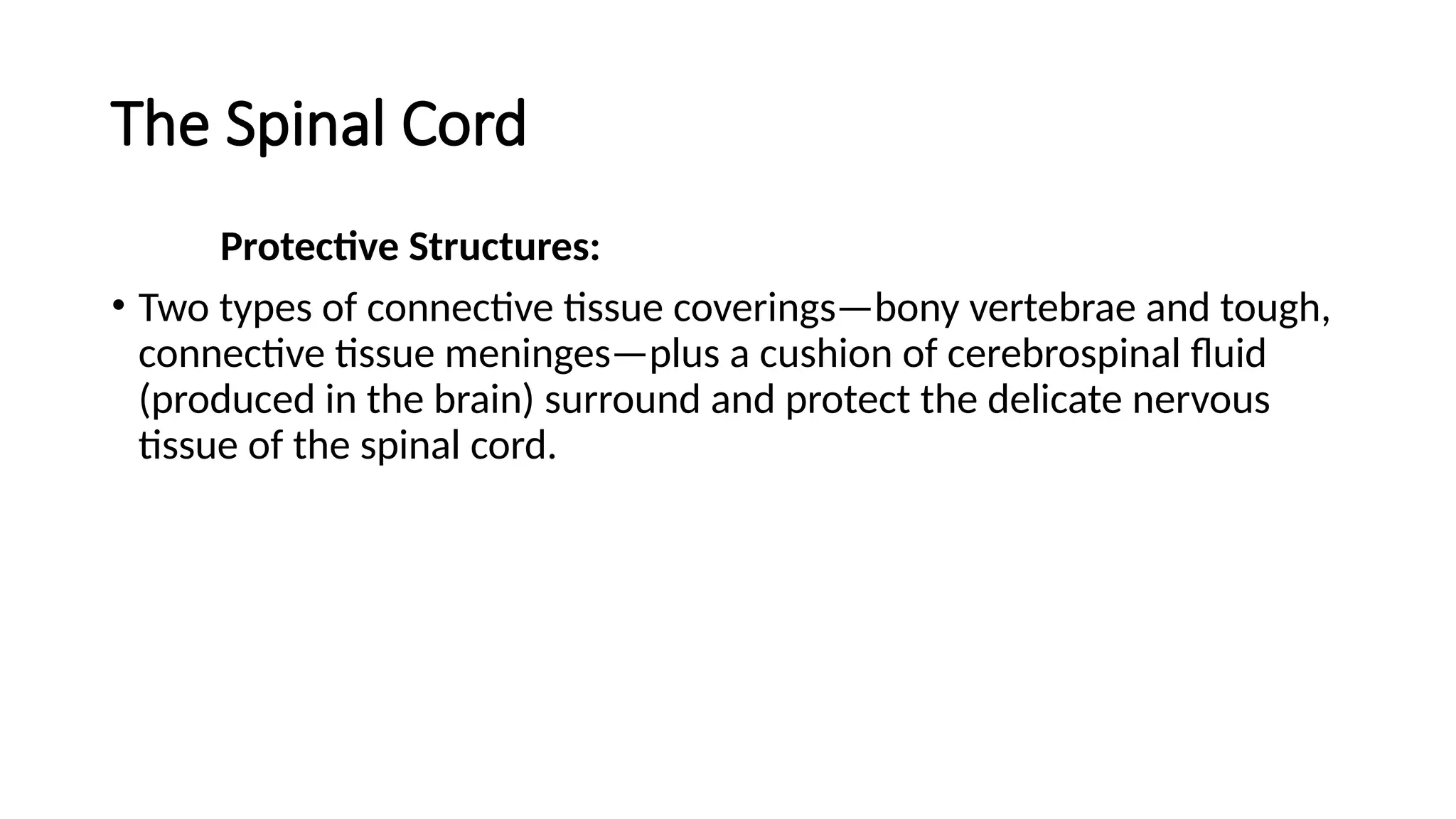 cranial nerves, spinal cord, spinal nerves.pptx