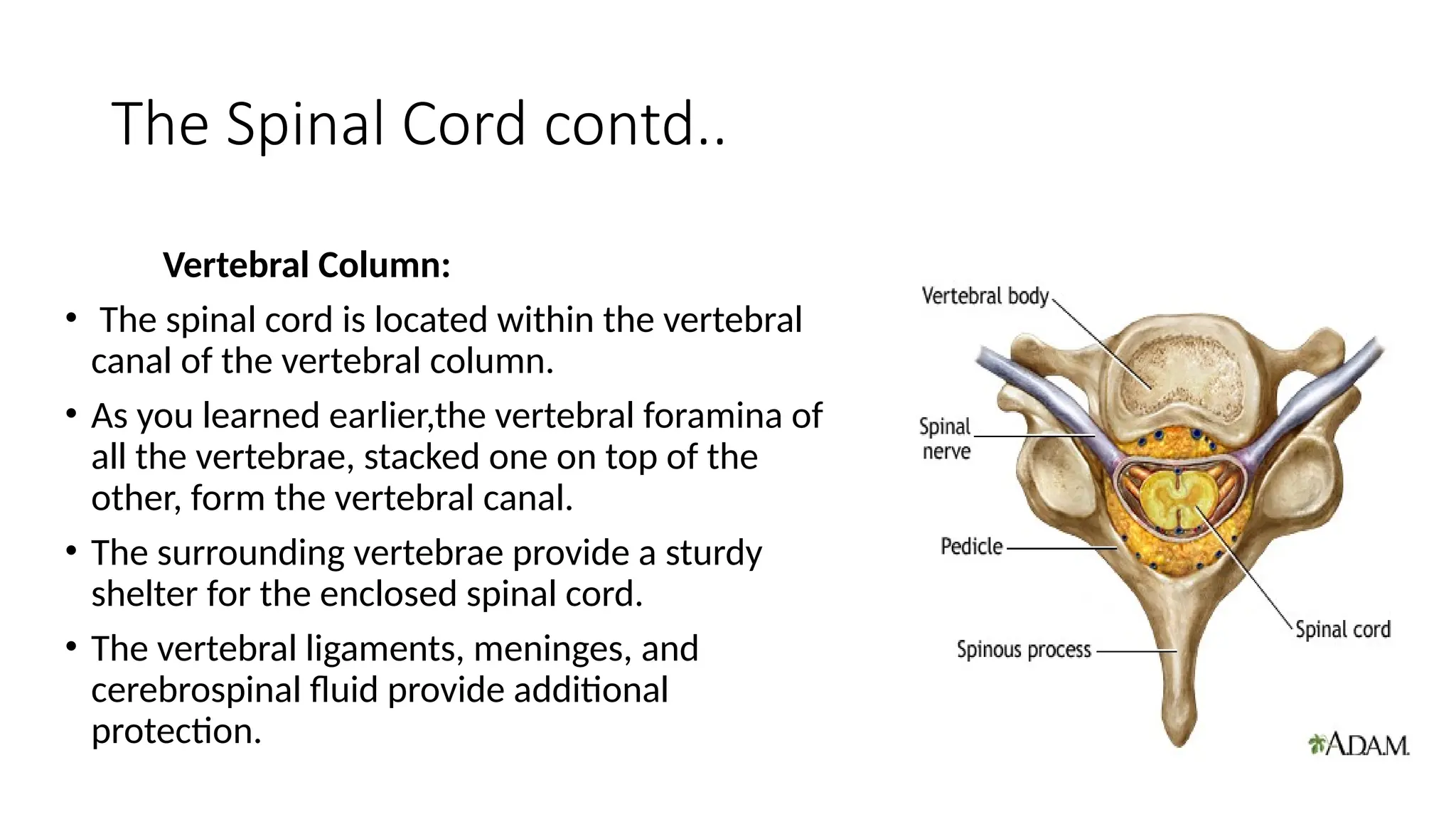 cranial nerves, spinal cord, spinal nerves.pptx
