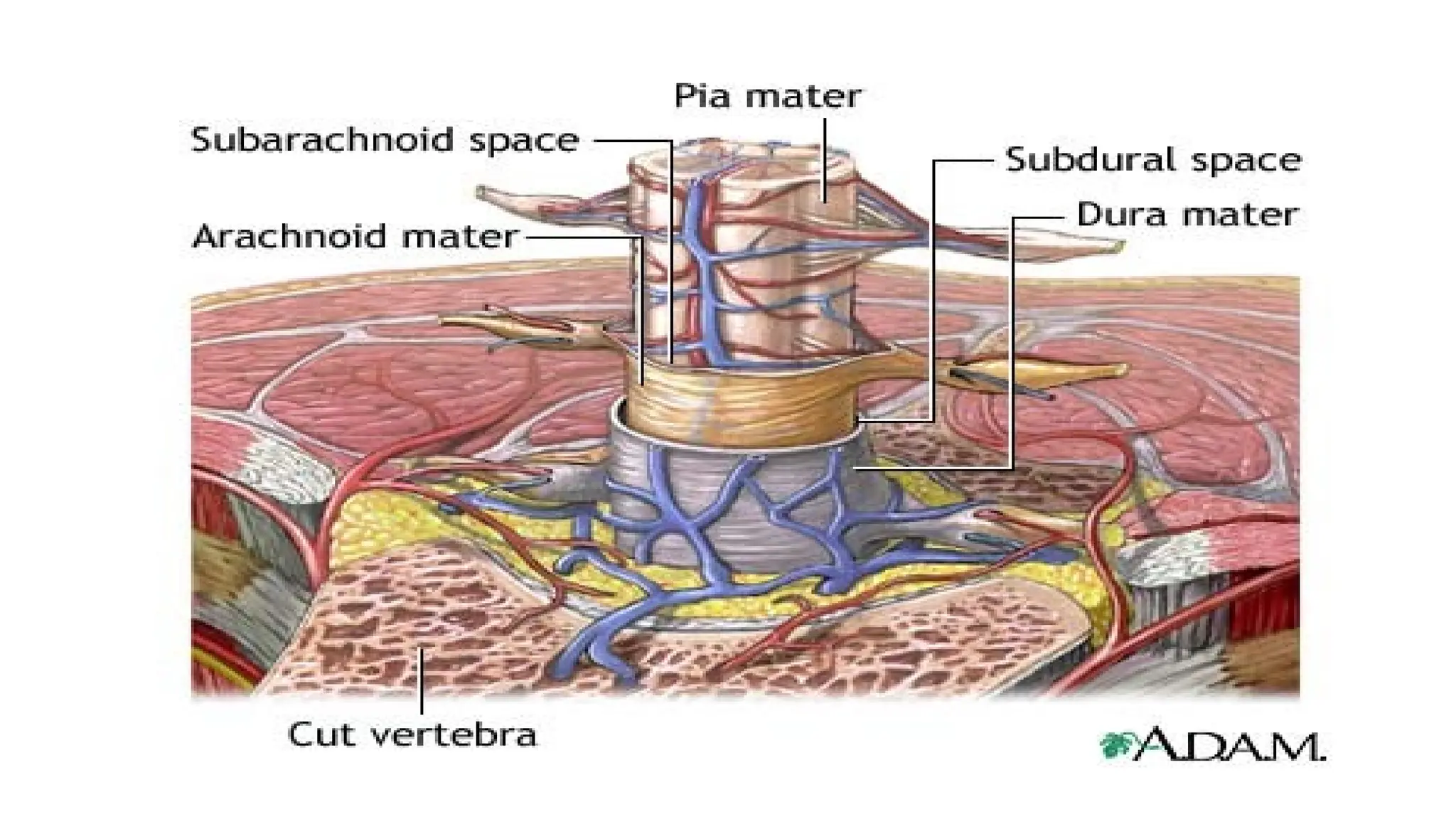 cranial nerves, spinal cord, spinal nerves.pptx