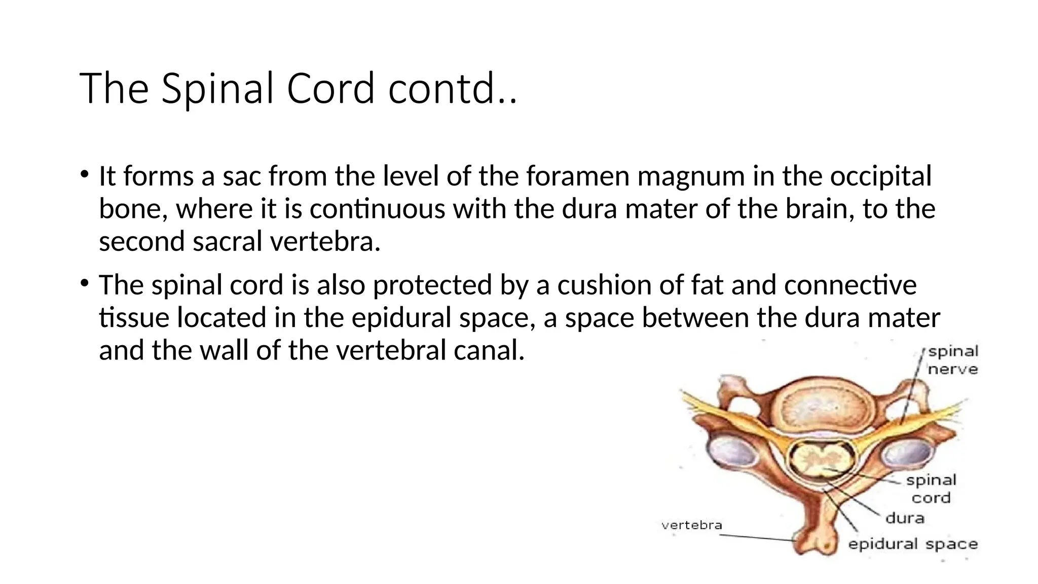 cranial nerves, spinal cord, spinal nerves.pptx