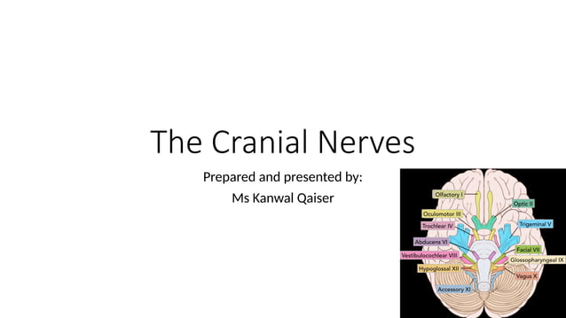 cranial nerves, spinal cord, spinal nerves.pptx