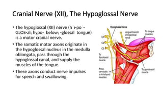 cranial nerves, spinal cord, spinal nerves.pptx