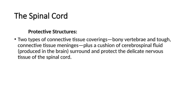 cranial nerves, spinal cord, spinal nerves.pptx
