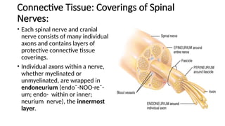 cranial nerves, spinal cord, spinal nerves.pptx