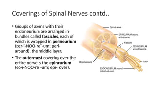 cranial nerves, spinal cord, spinal nerves.pptx