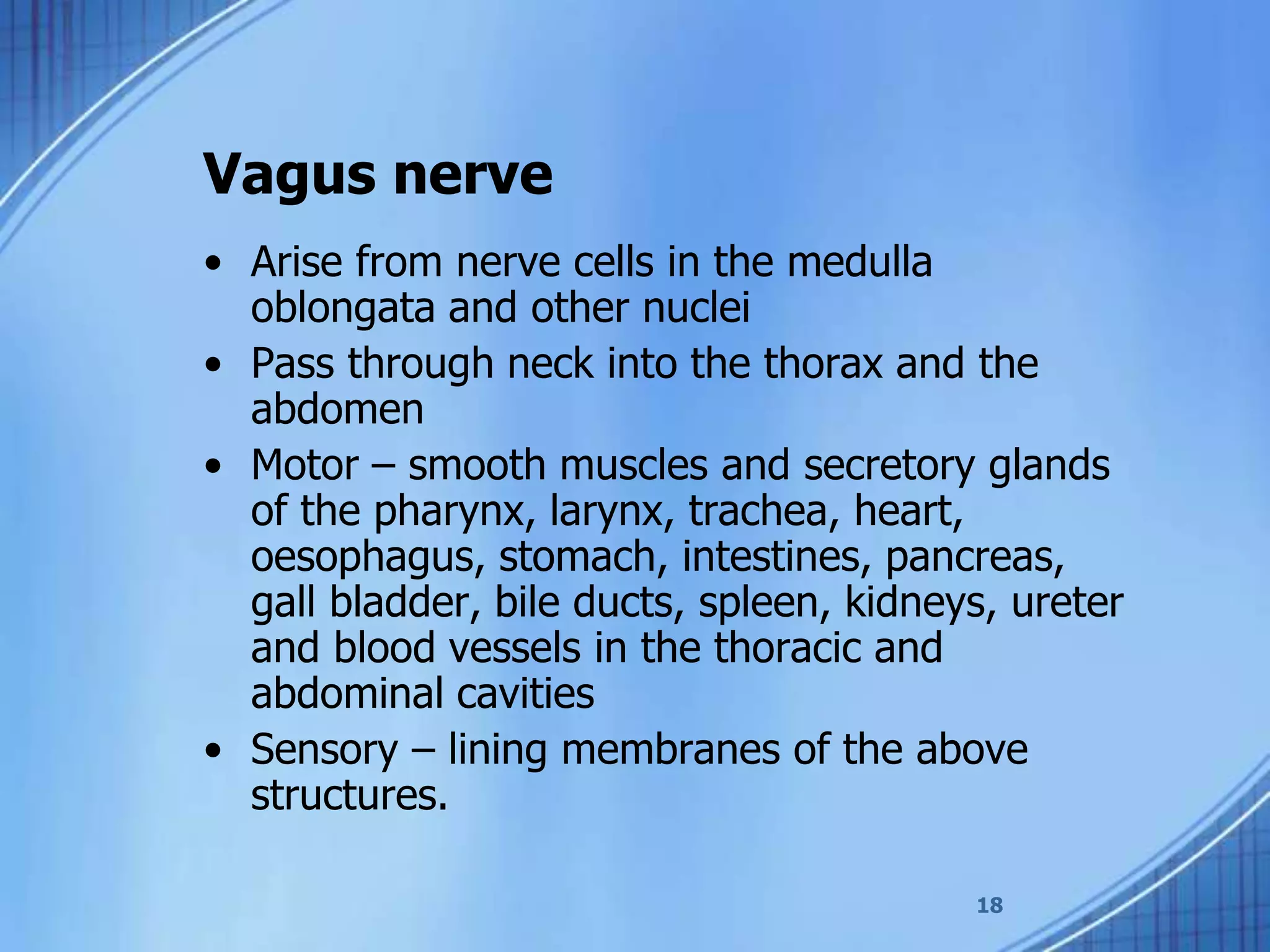 Cranial nerves anatomy | PPT