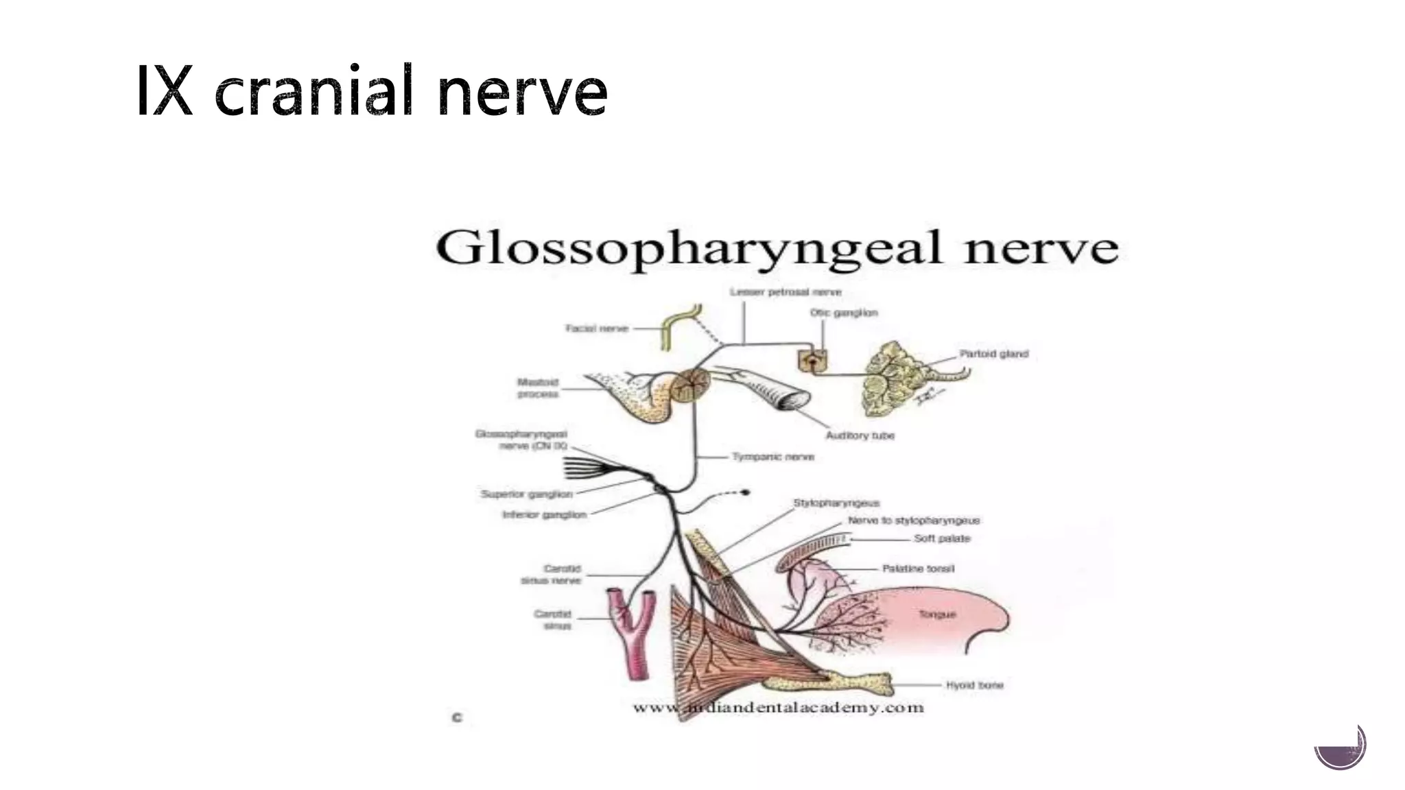Cranial nerves vii-xii.pptx | Death, Injury, or Military Conflict ...