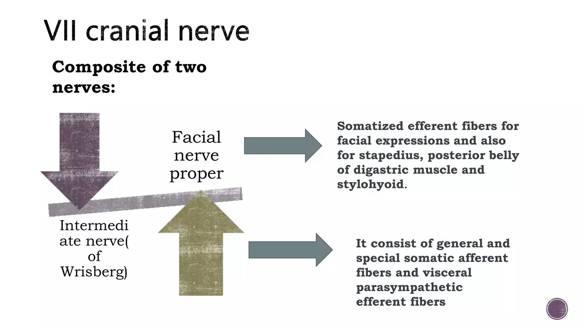 Cranial nerves vii-xii.pptx | Death, Injury, or Military Conflict ...