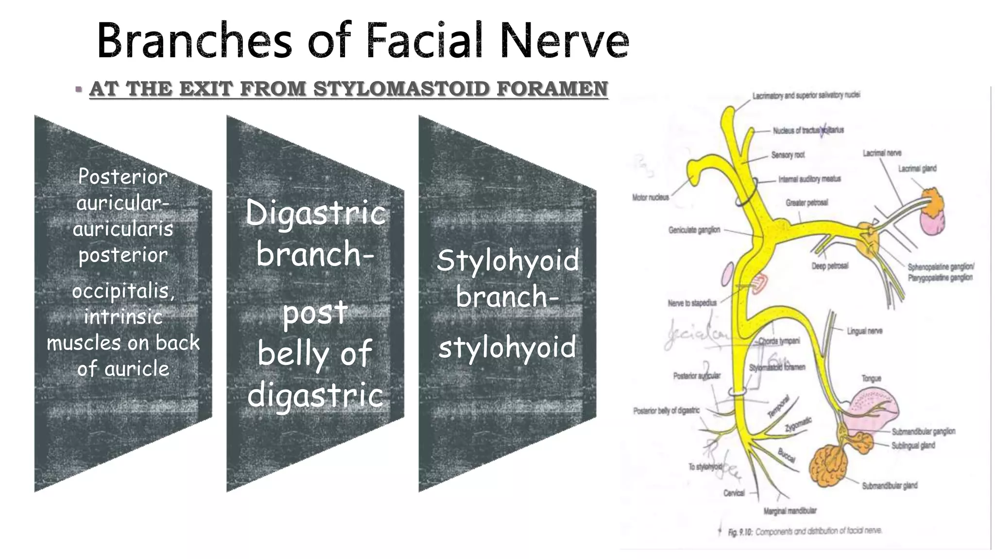 Cranial nerves vii-xii.pptx | Death, Injury, or Military Conflict ...