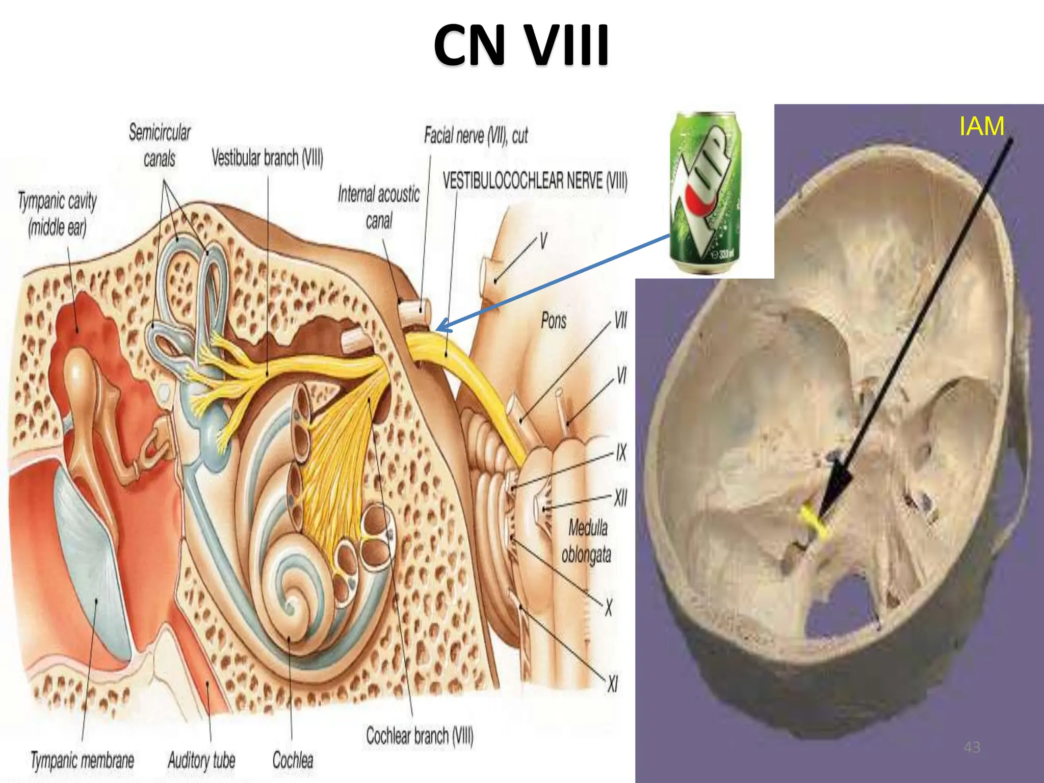 Cranial Nerves Vii And Viii Applied And Anatomypptx