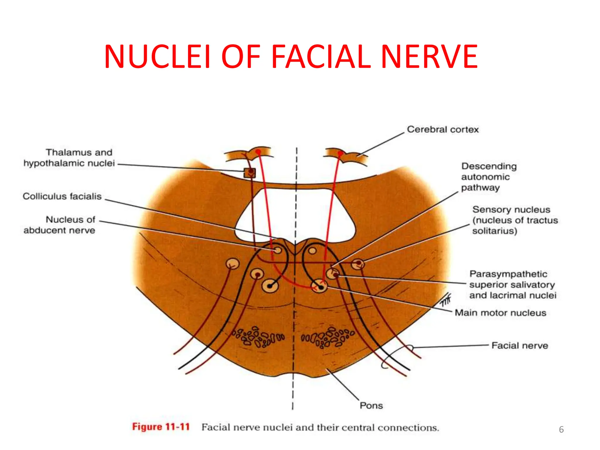 Cranial nerves VII & VIII applied and anatomy.pptx