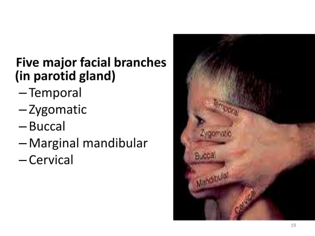 Cranial Nerves Vii And Viii Applied And Anatomypptx