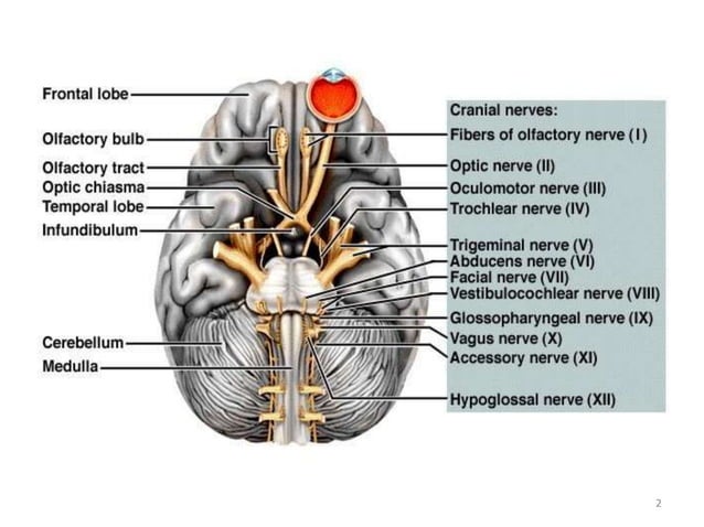 Cranial Nerves Vii And Viii Applied And Anatomypptx