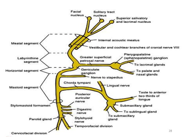 Cranial nerves VII & VIII applied and anatomy.pptx