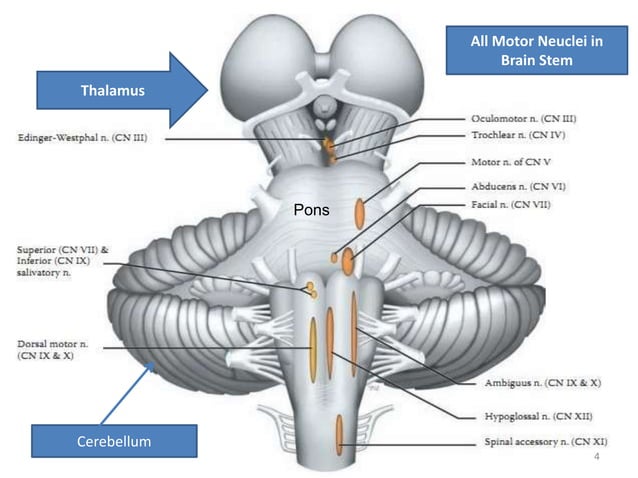 Cranial nerves VII & VIII applied and anatomy.pptx