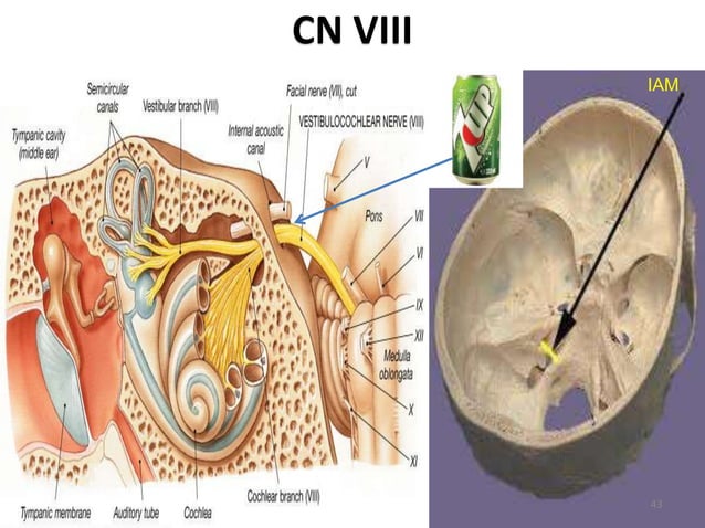 Cranial nerves VII & VIII applied and anatomy.pptx