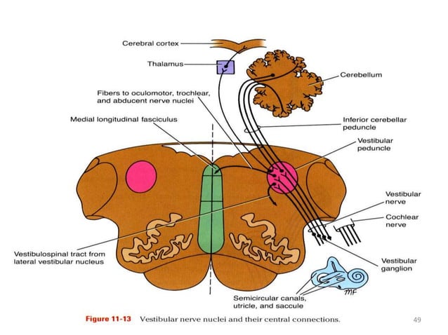 Cranial Nerves Vii And Viii Applied And Anatomypptx