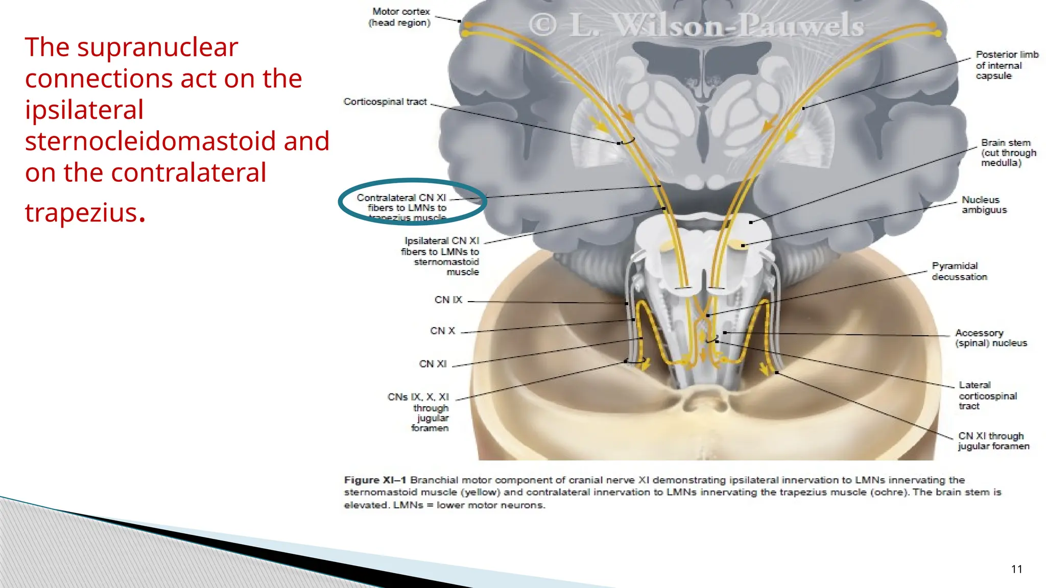 Examination of lower cranial nervesCRANIAL NERVES (XI,XII) | PPT