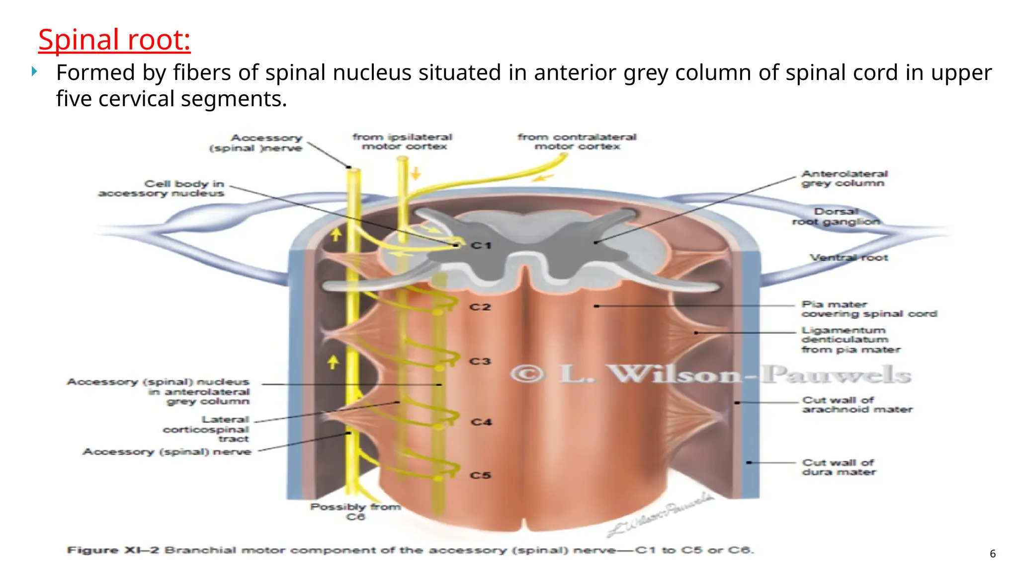 Examination of lower cranial nervesCRANIAL NERVES (XI,XII) | PPTX