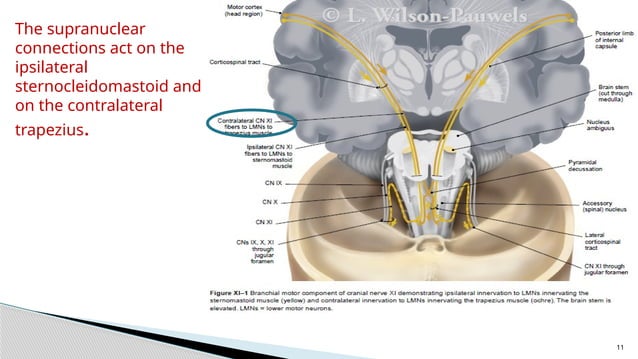Examination of lower cranial nervesCRANIAL NERVES (XI,XII) | PPTX