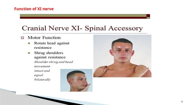 Examination of lower cranial nervesCRANIAL NERVES (XI,XII) | PPTX