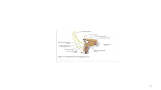 Examination of lower cranial nervesCRANIAL NERVES (XI,XII) | PPTX