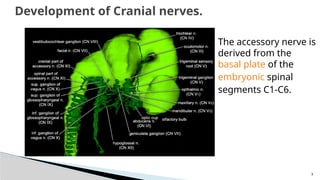 Examination of lower cranial nervesCRANIAL NERVES (XI,XII) | PPTX