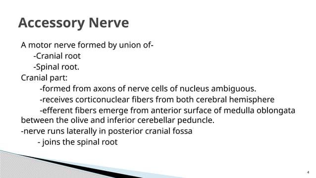 Examination of lower cranial nervesCRANIAL NERVES (XI,XII) | PPTX