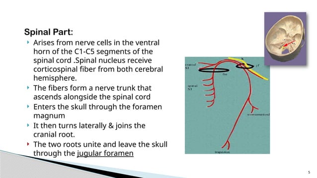 Examination of lower cranial nervesCRANIAL NERVES (XI,XII) | PPTX