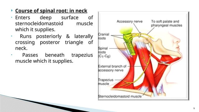 Examination of lower cranial nervesCRANIAL NERVES (XI,XII) | PPTX