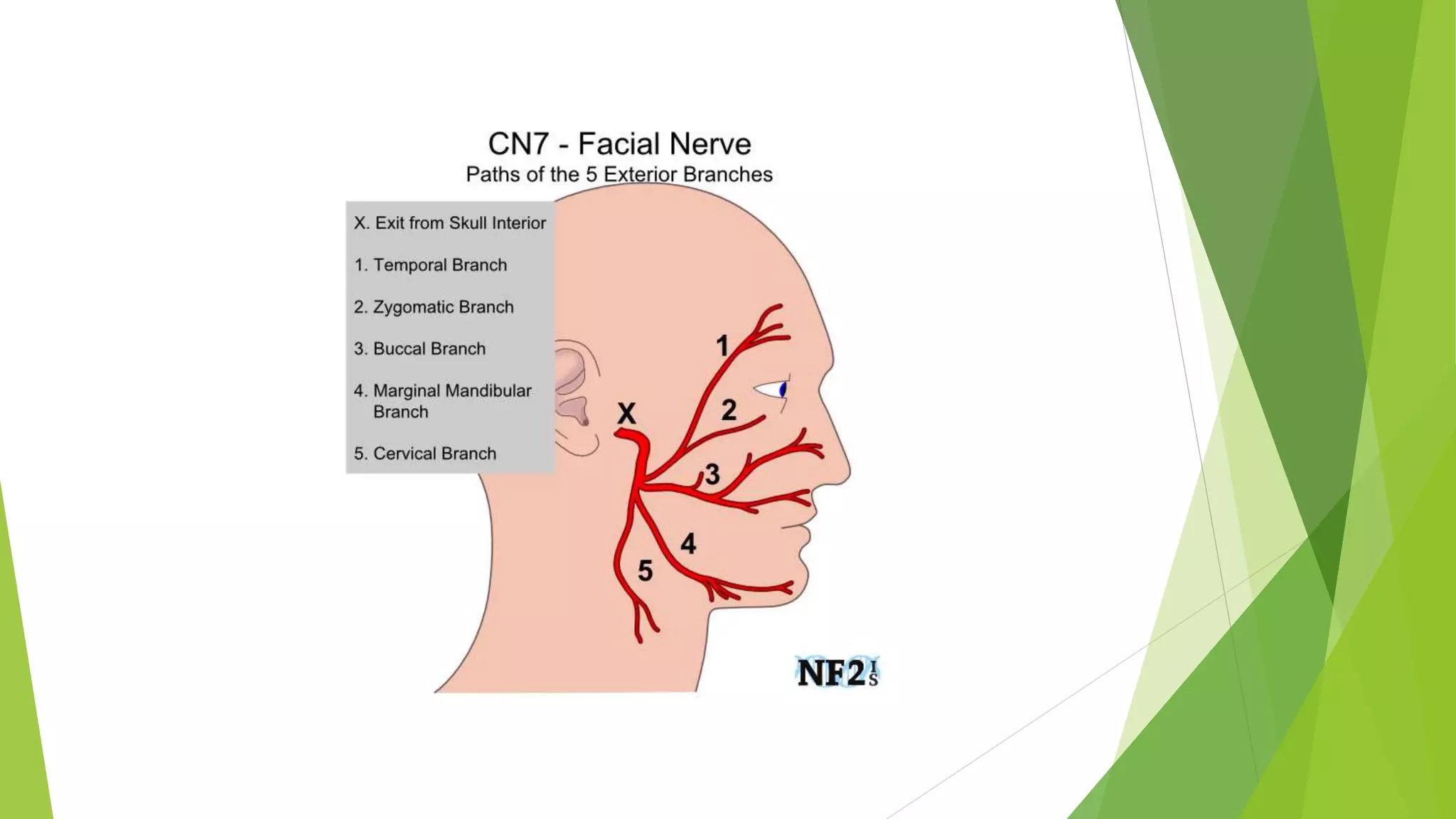 Cranial Nerve VII | PPTX