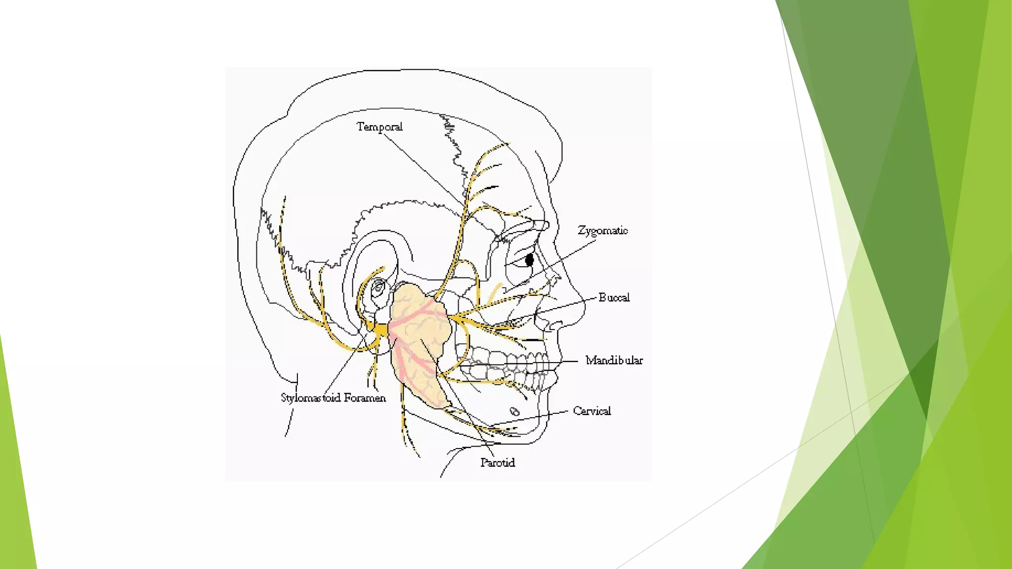 Cranial Nerve VII | PPTX