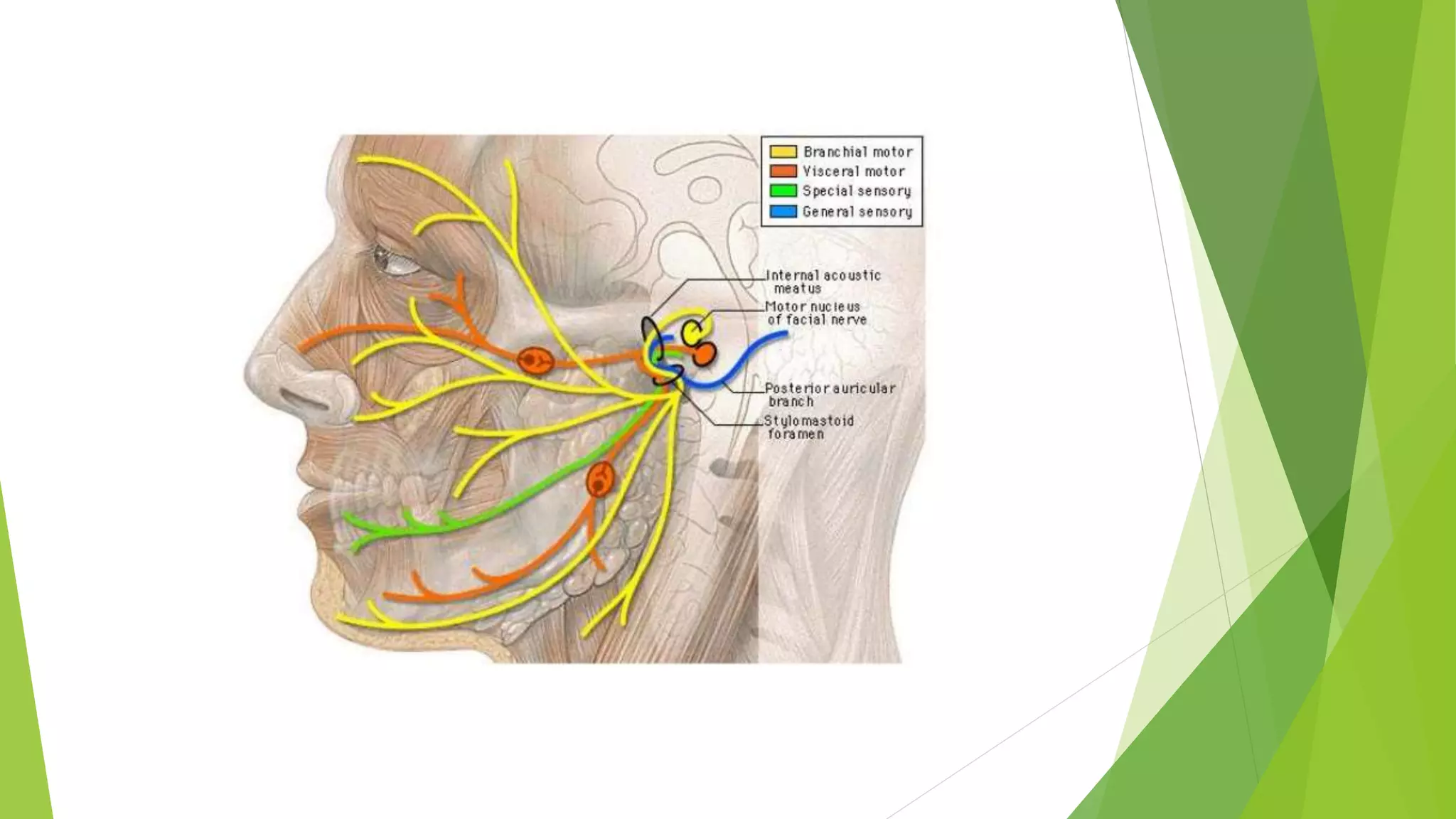 Cranial Nerve VII | PPTX