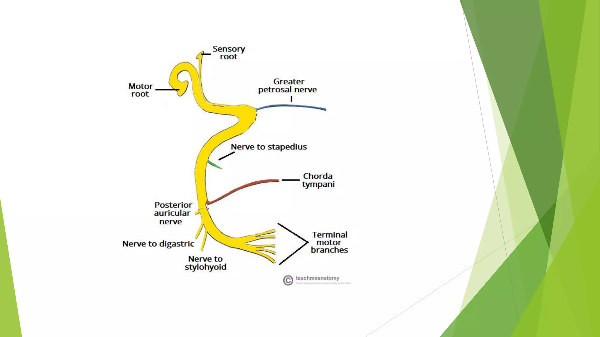 Cranial Nerve VII | PPTX