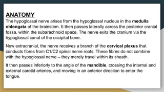 CRANIAL NERVE XII, a very brief but well informed take | PPTX