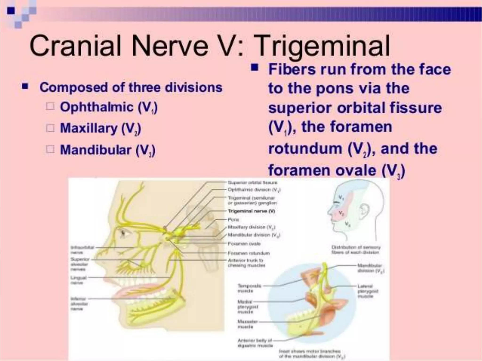 Cranial nervous system | PPT