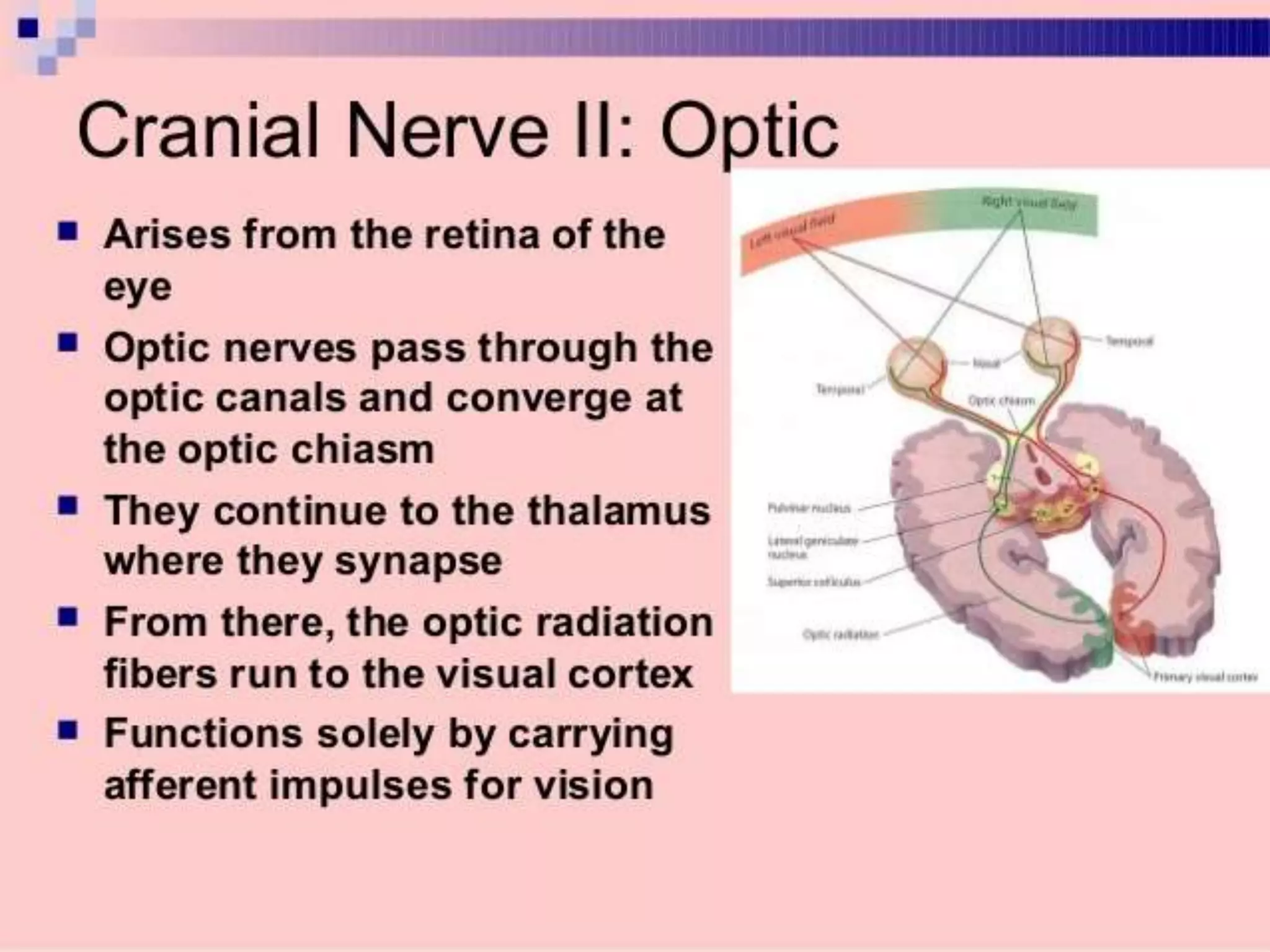 Cranial nervous system | PPT | Free Download