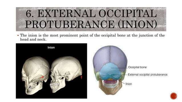 CRANIAL POSITIONING LINES & LANDMARKS.pptx